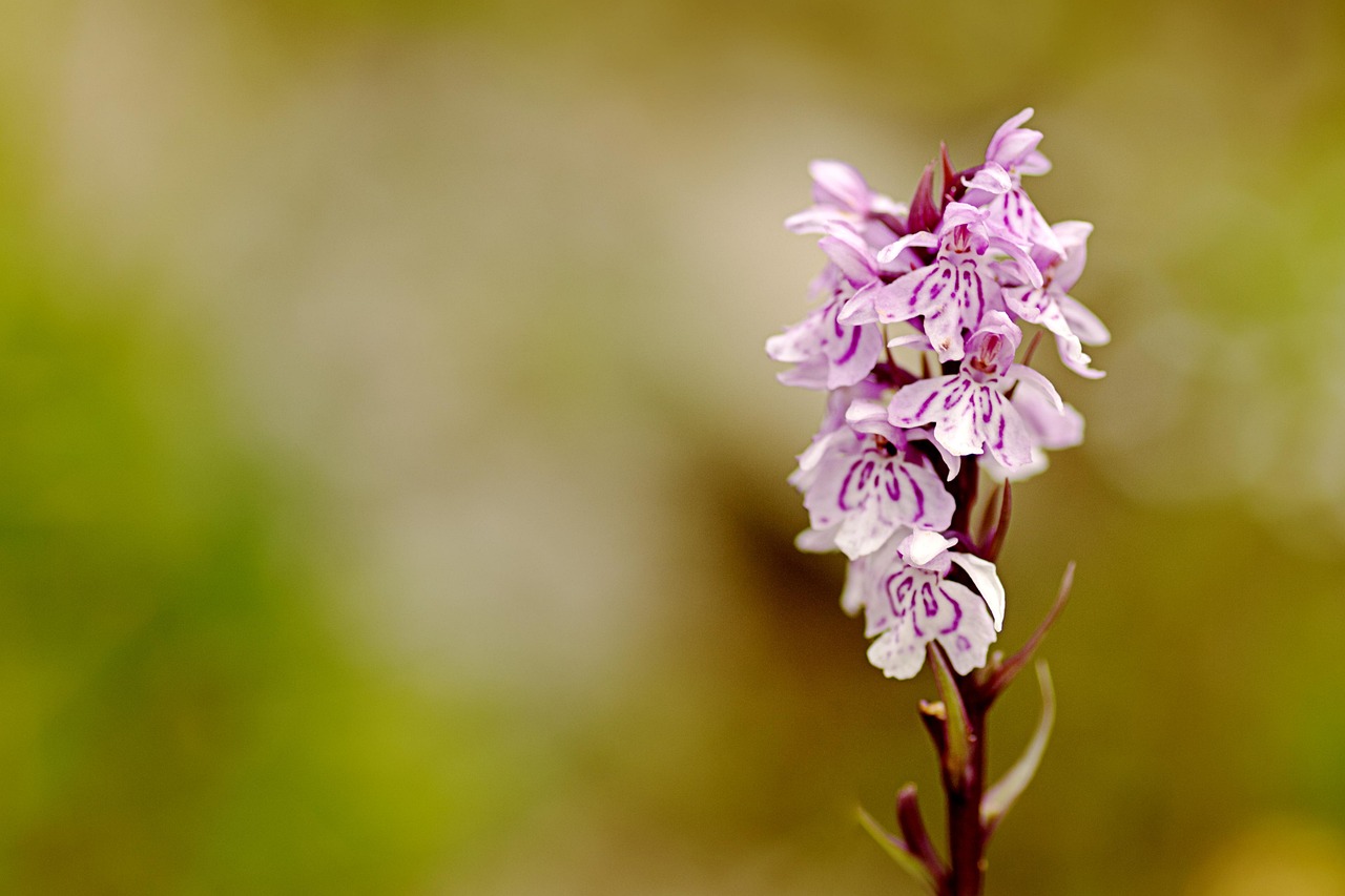 Fleur Orchidée Fleurir - Photo gratuite sur Pixabay - Pixabay