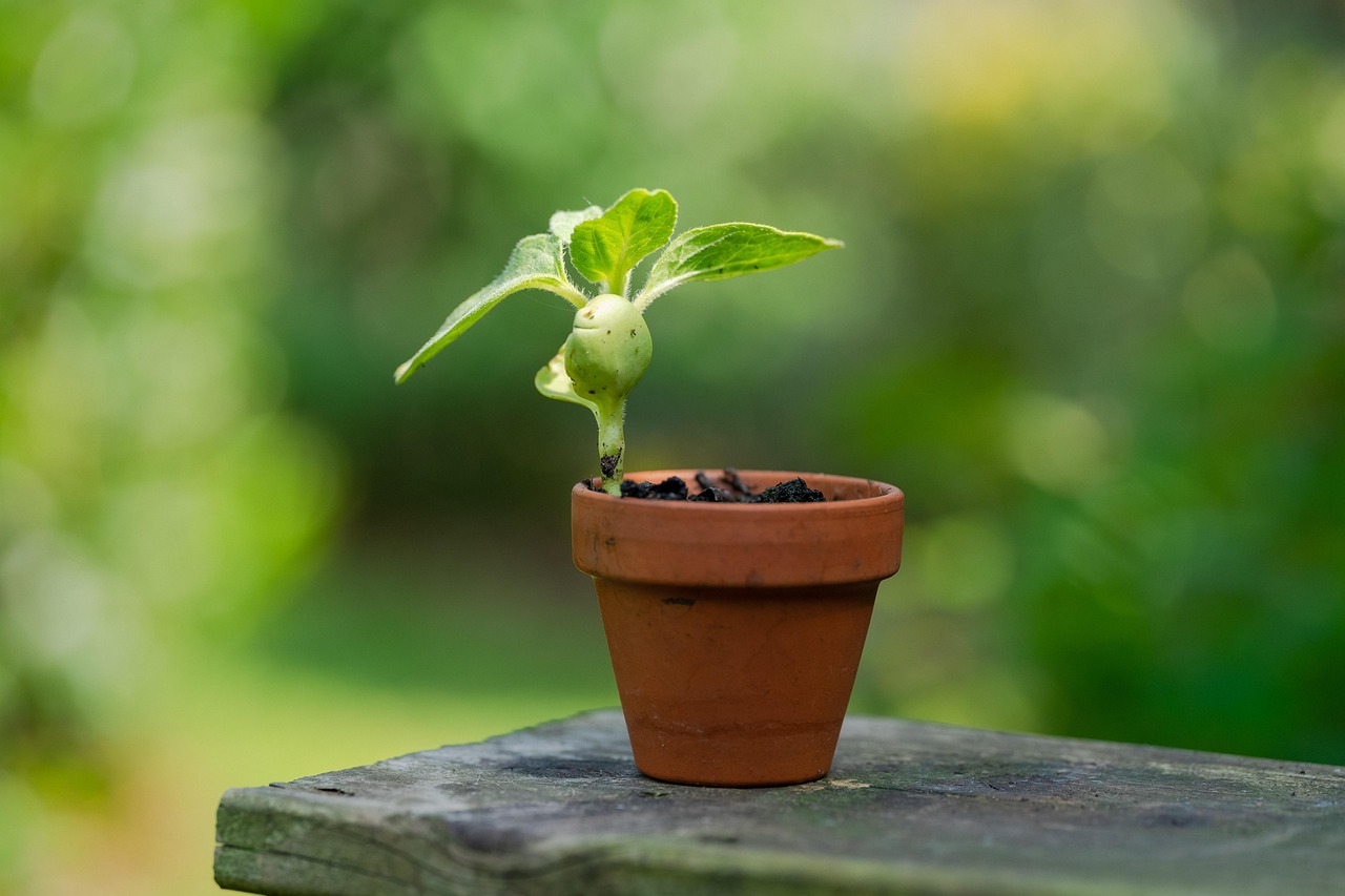 Planta En Maceta Jardín - Foto gratis en Pixabay - Pixabay