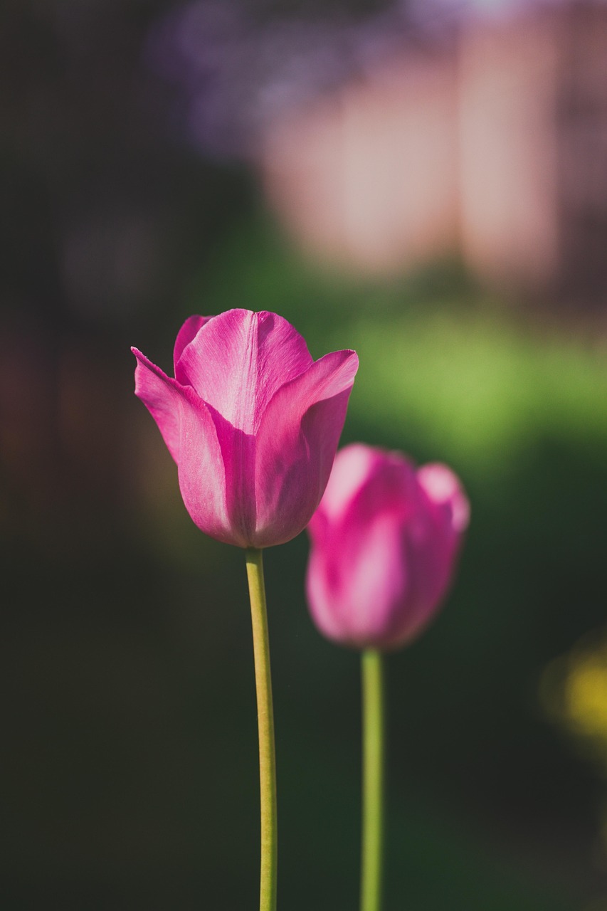 Tulip Merah Muda Bunga-Bunga - Foto gratis di Pixabay - Pixabay