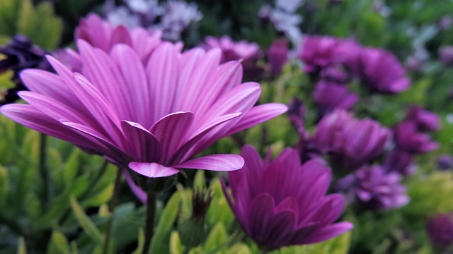Margarita Rosa Morada - Foto gratis en Pixabay