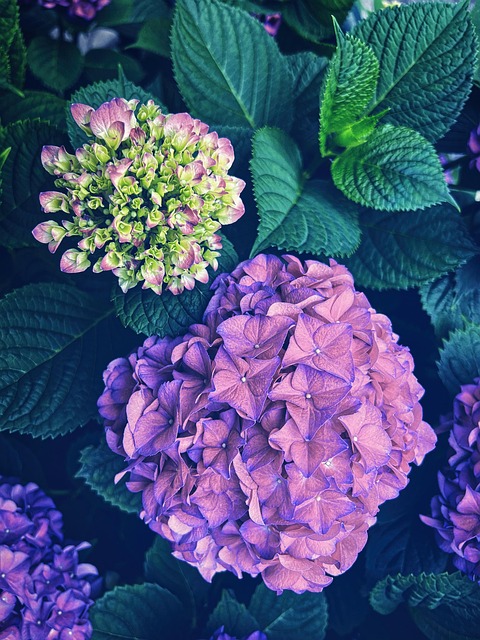 Hortensie Blumen Garten - Kostenloses Foto auf Pixabay - Pixabay