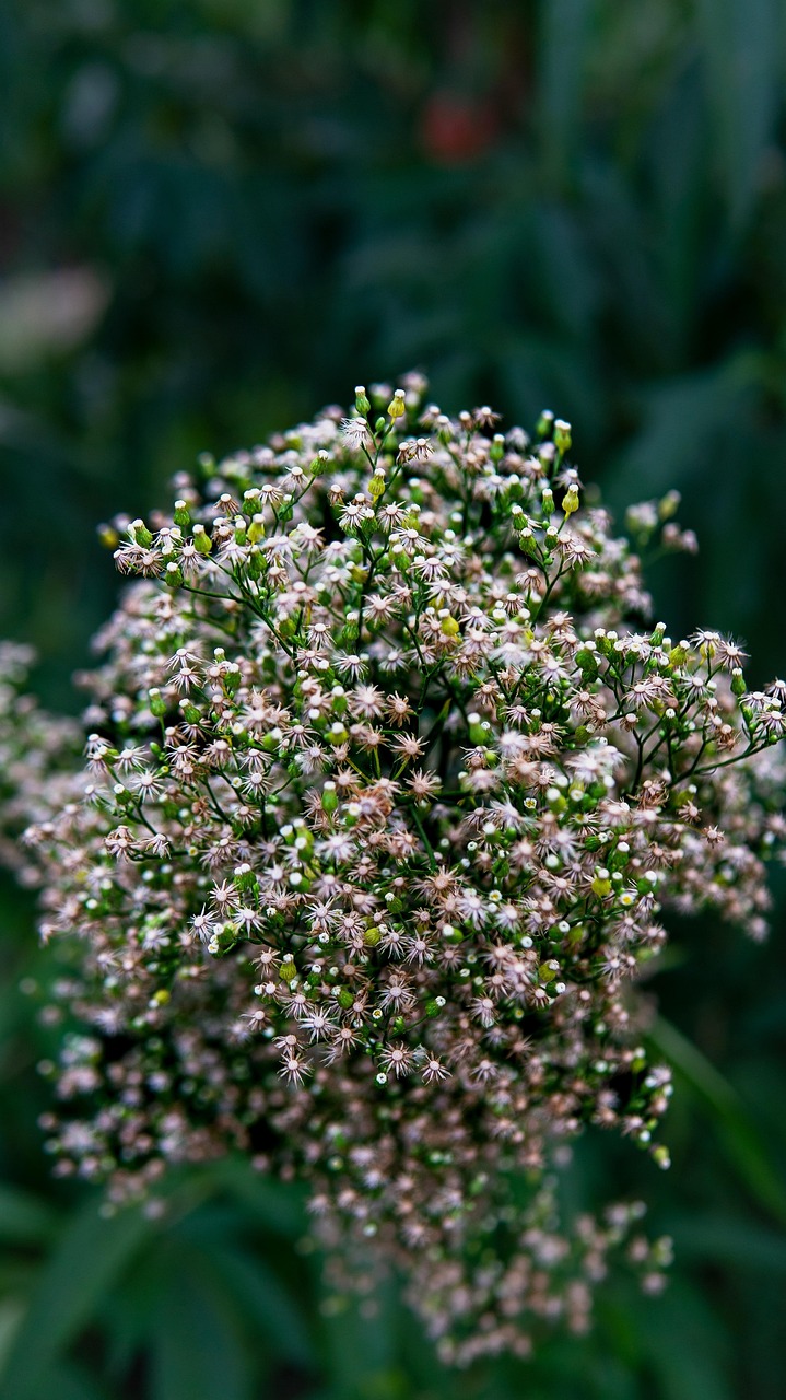 Common Baby'S-Breath Flowers Plant - Free photo on Pixabay
