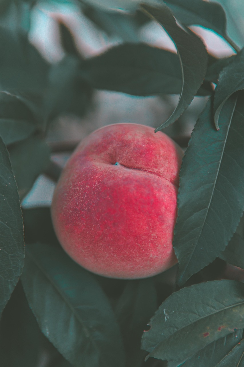 Peach Fruit Tree - Free photo on Pixabay - Pixabay