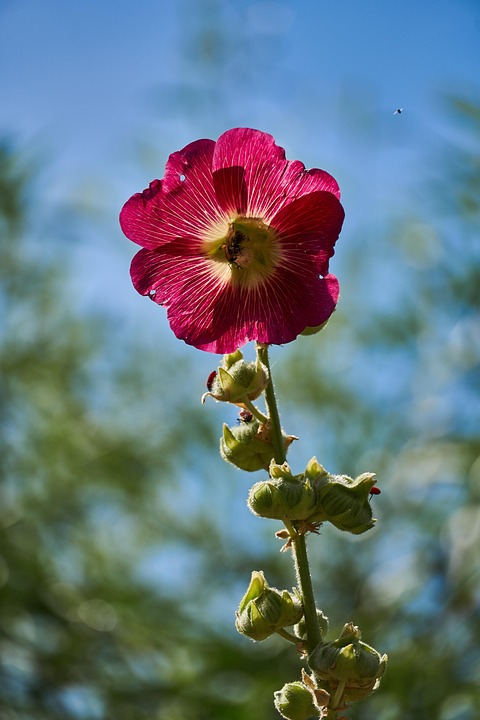 Mallow Bunga Tanaman - Foto gratis di Pixabay