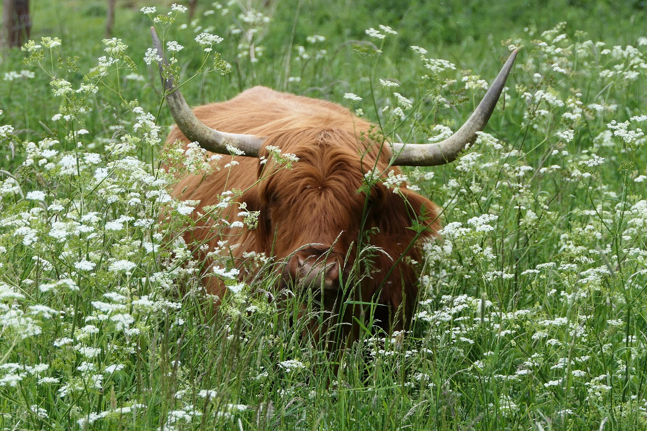 Sapi Satwa Padang Rumput - Foto gratis di Pixabay