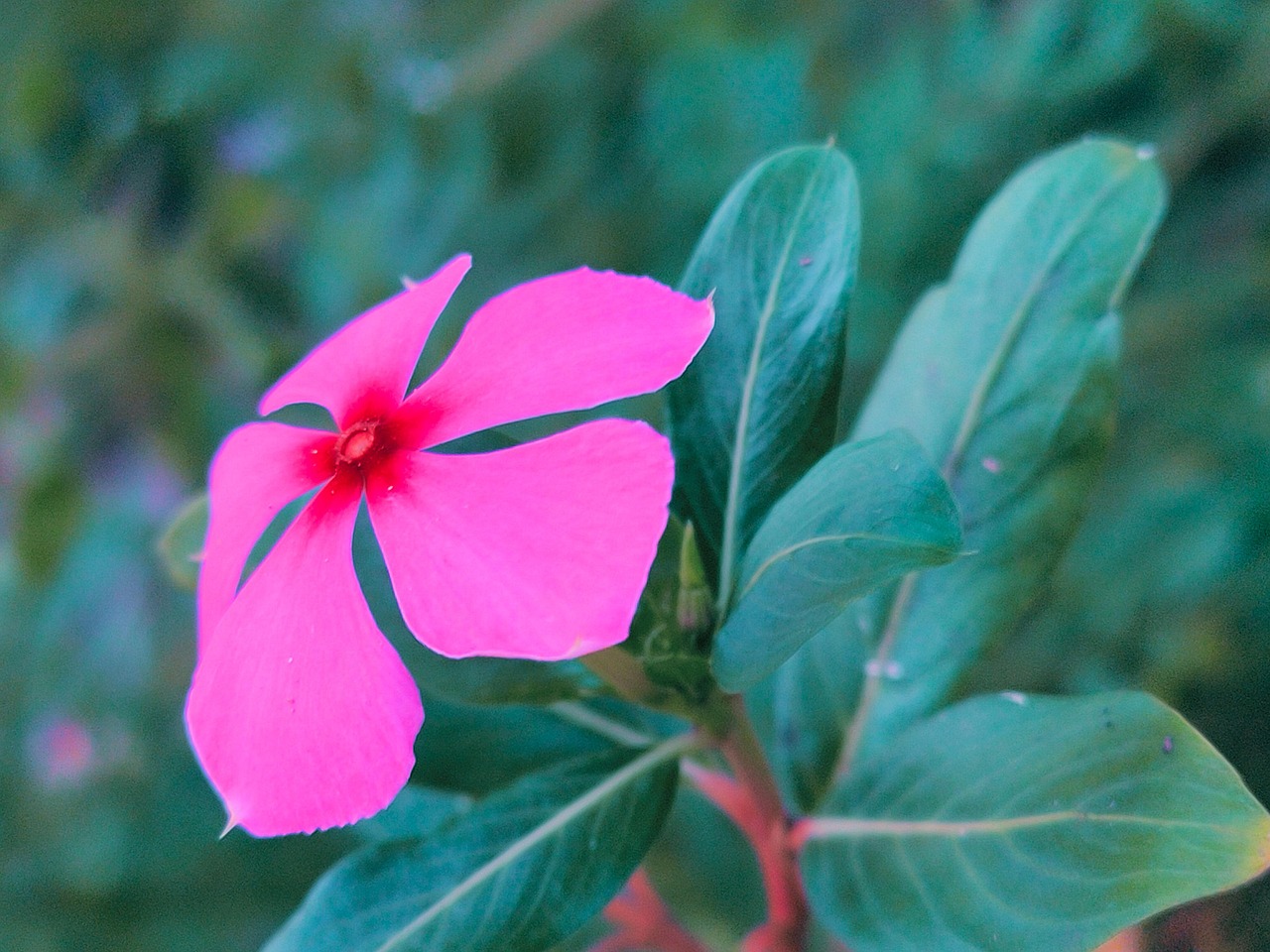 Beautiful Flower Picture Garden - Free photo on Pixabay