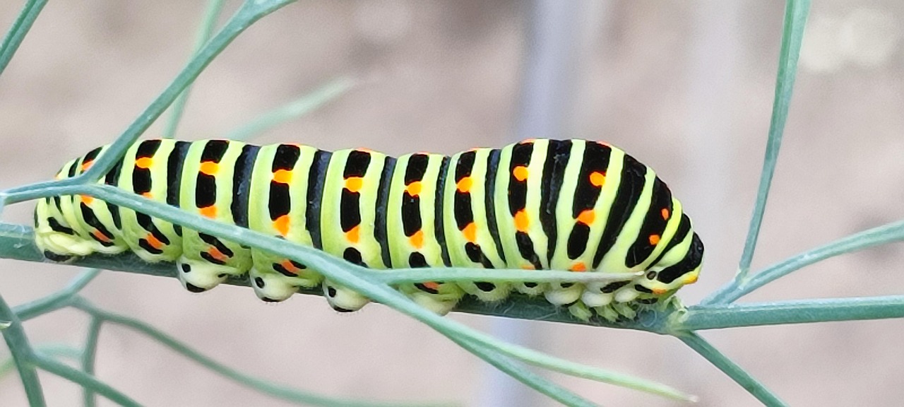 Insecto Oruga - Foto gratis en Pixabay - Pixabay