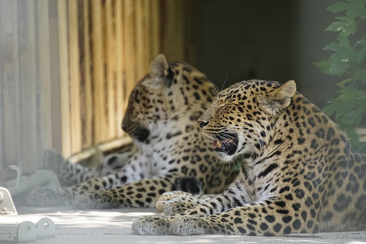 Chinesische Leoparden Tiere - Kostenloses Foto auf Pixabay - Pixabay
