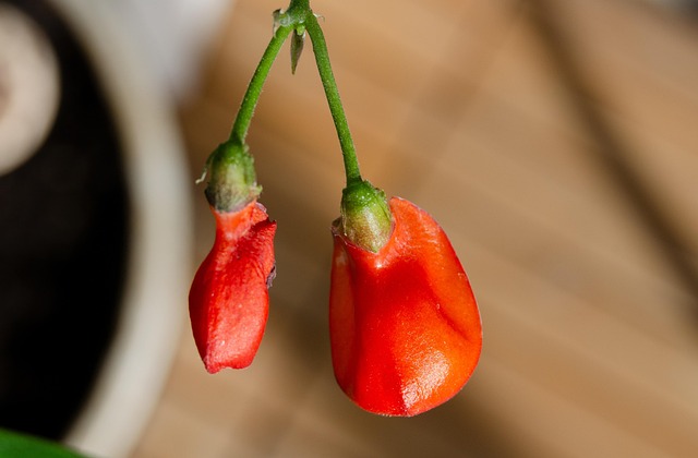 Pimenta Frutas Planta - Foto gratuita no Pixabay