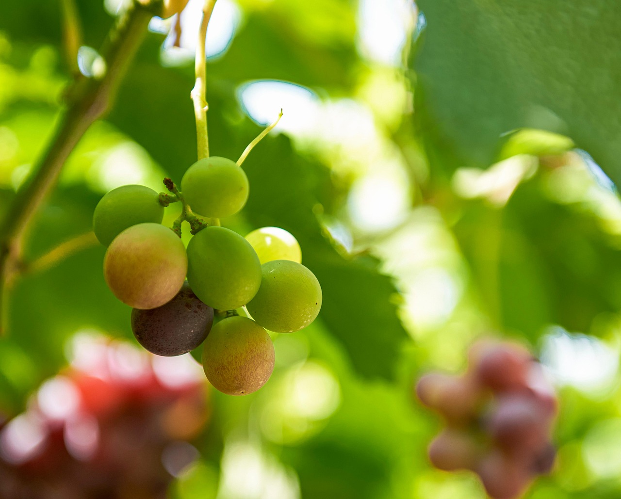 Grapes Fruits Food - Free photo on Pixabay - Pixabay
