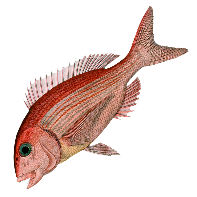 Download Pagrus Pagrus, Red Porgy, Common Seabream. Royalty-Free Stock ...