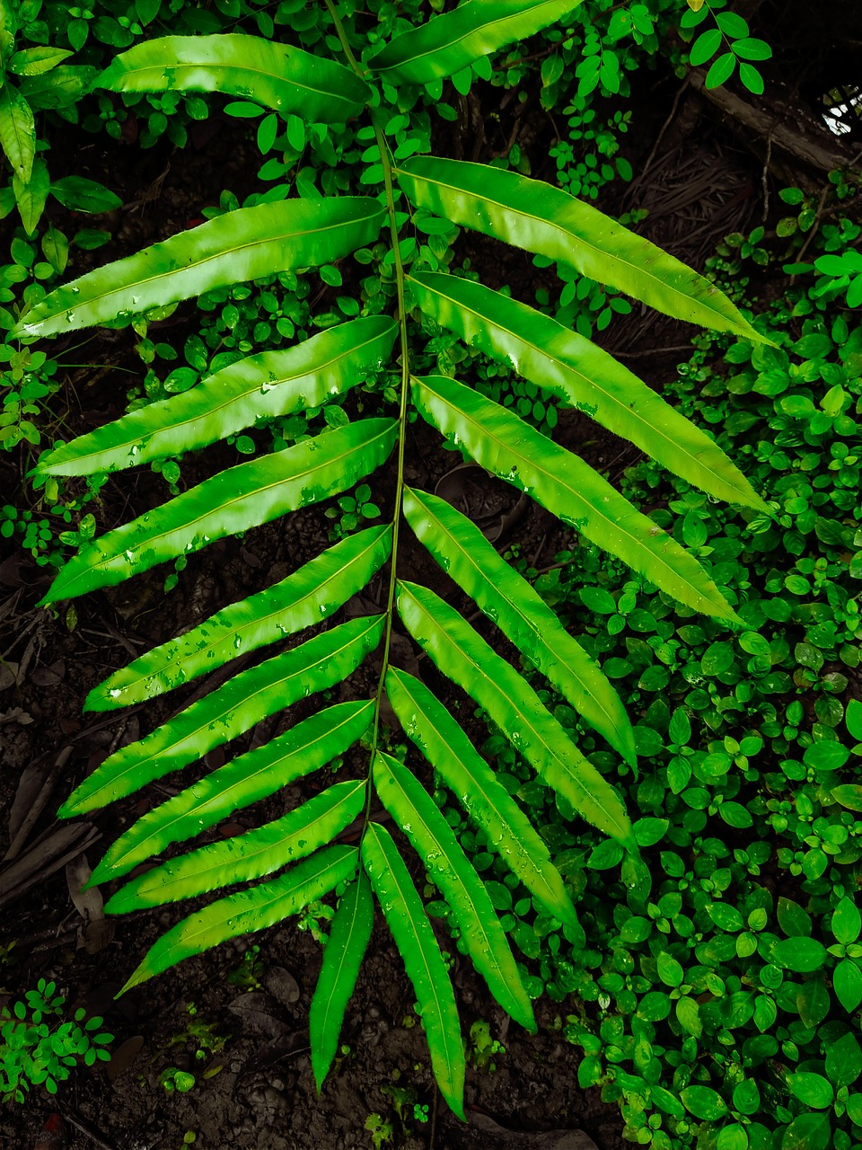 Samambaia Planta Folhas - Foto gratuita no Pixabay - Pixabay