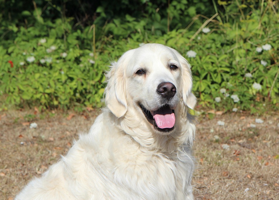 Golden Retriever Chien Animal De - Photo gratuite sur Pixabay - Pixabay