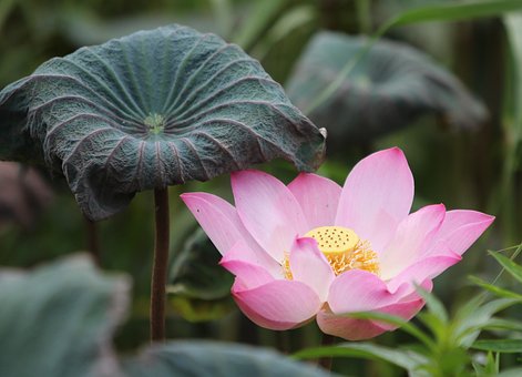 Lotus Flower Nature - Free photo on Pixabay