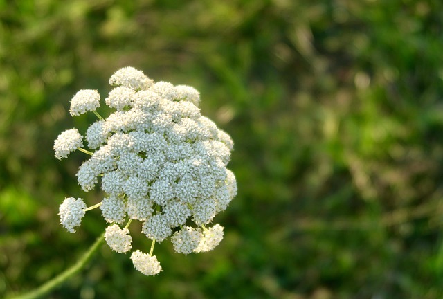 Flowers White Herb - Free photo on Pixabay - Pixabay