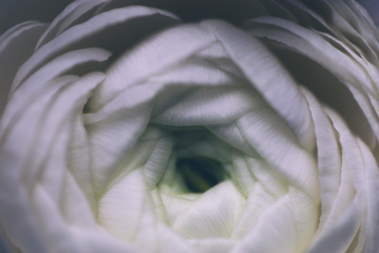 Plus de 800 images de Renoncule et de Belles Fleurs - Pixabay