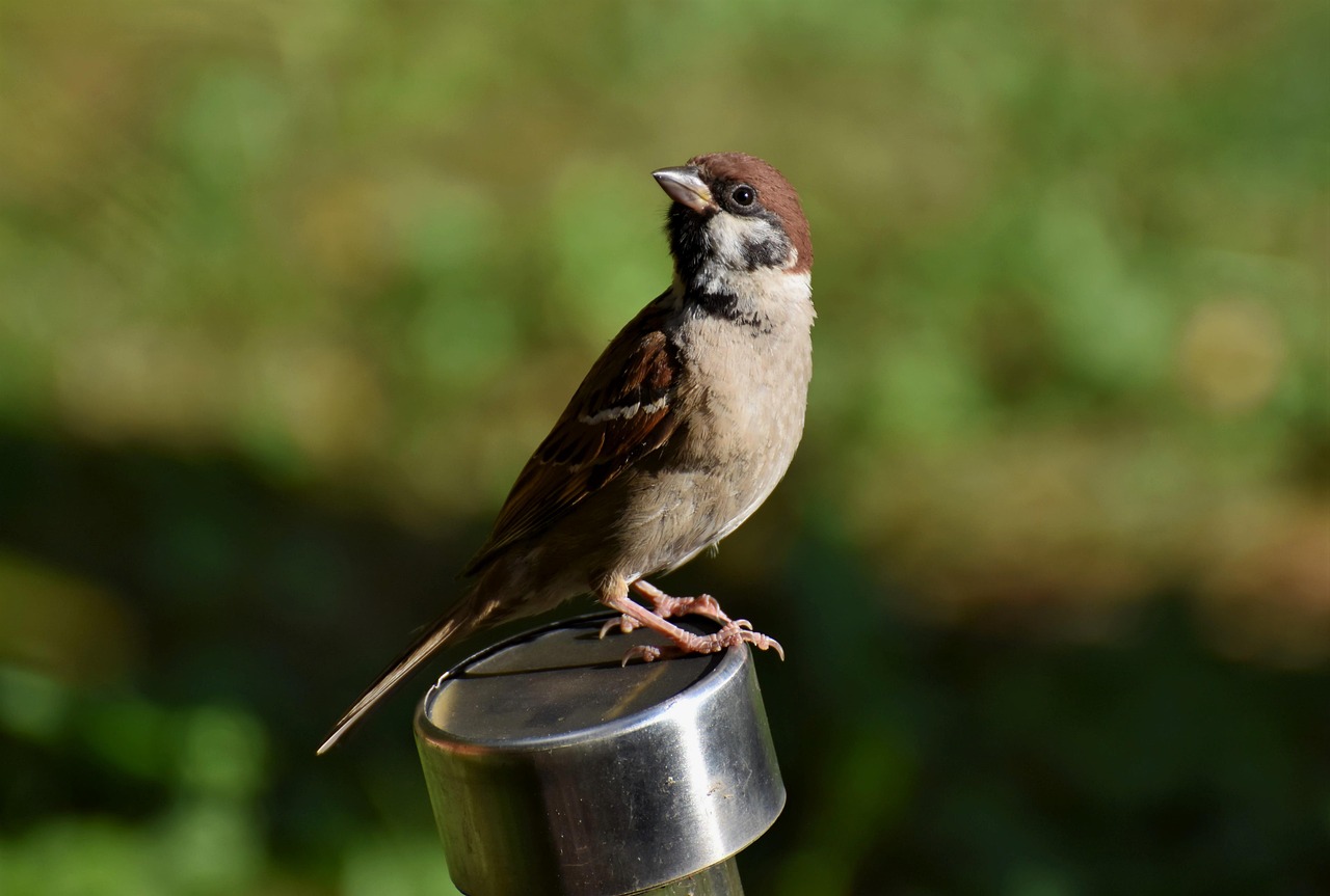 Pássaro Pardal Animal - Foto gratuita no Pixabay
