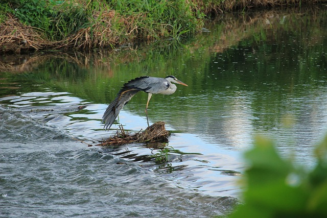 Common Heron Gray River - Free photo on Pixabay