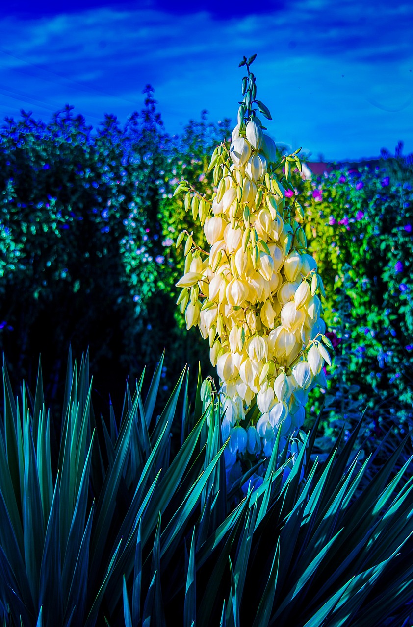 Yuca Flower Flora - Free photo on Pixabay - Pixabay
