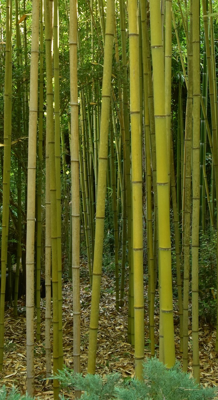 Tropical Verde - Foto gratuita no Pixabay - Pixabay