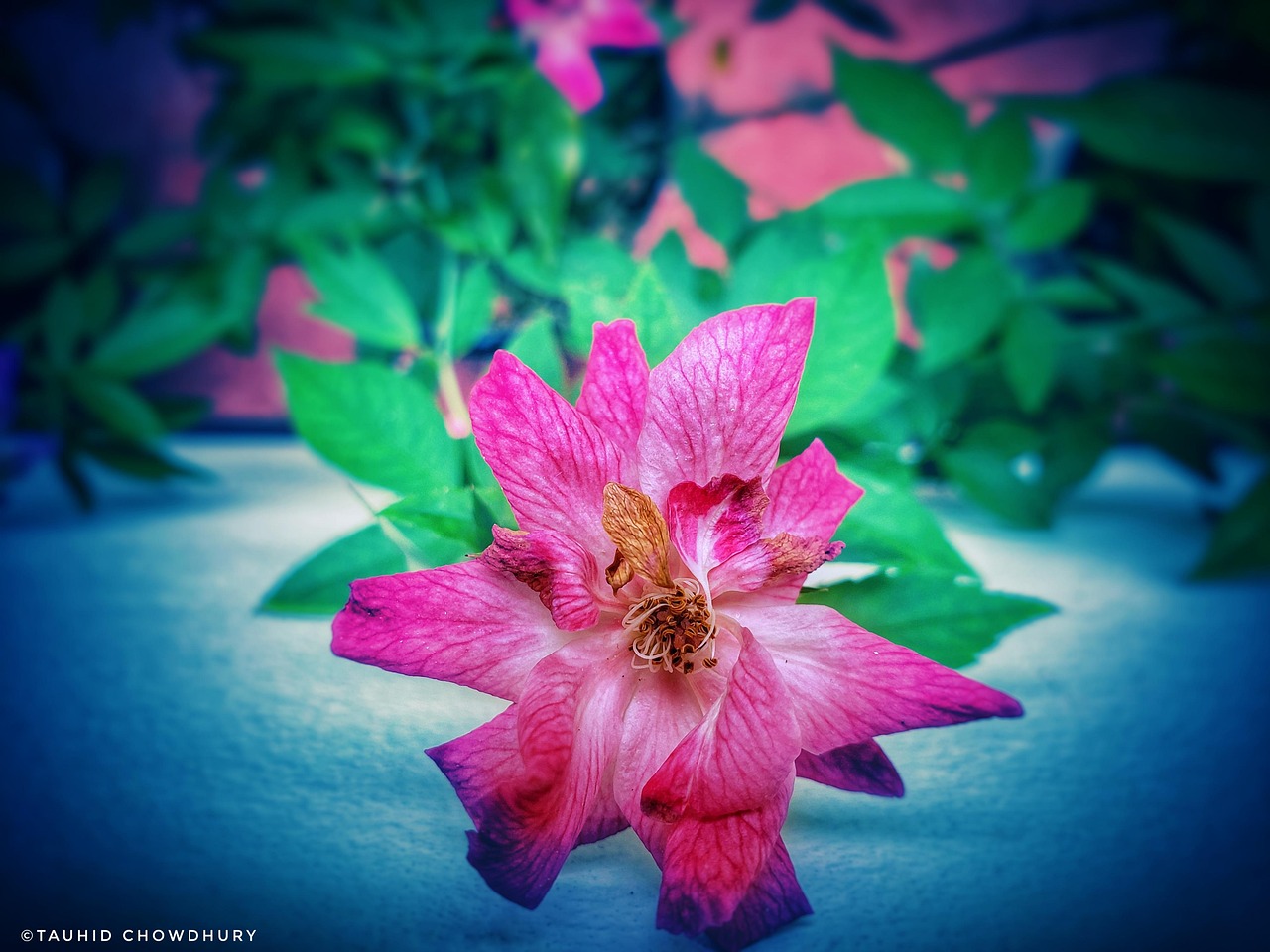 Rose Flower Romantic - Free photo on Pixabay - Pixabay