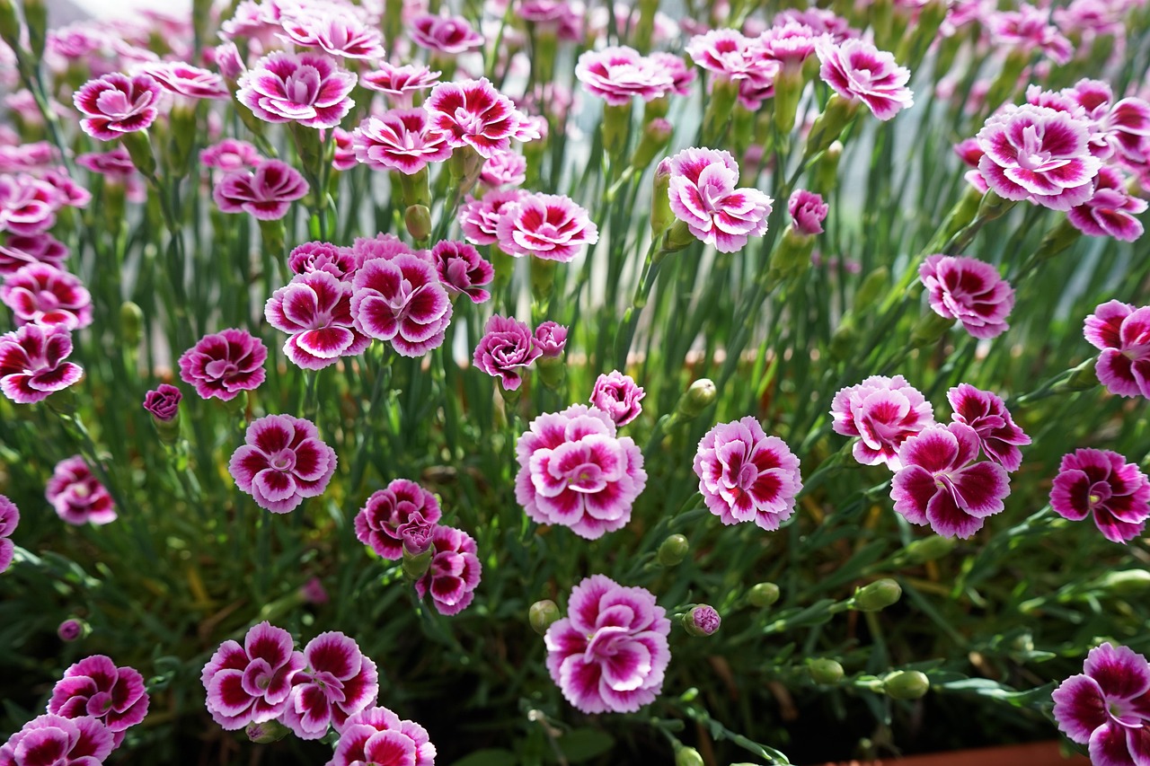 Pink Flowers Carnation - Free photo on Pixabay - Pixabay