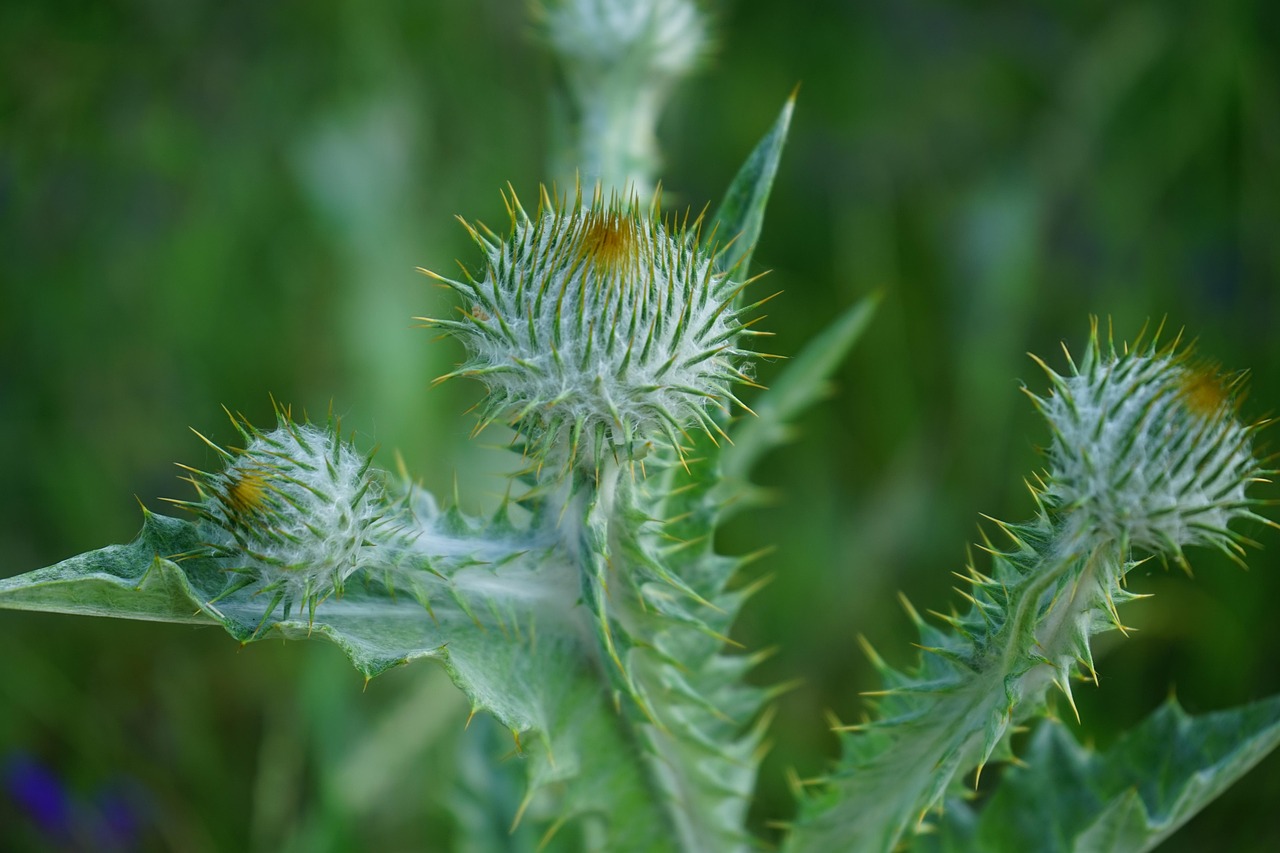 Plante Épineuse Jardin Bloom - Photo gratuite sur Pixabay - Pixabay