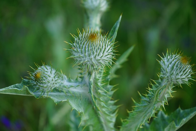 Tanaman Berduri Kebun Bloom - Foto gratis di Pixabay - Pixabay