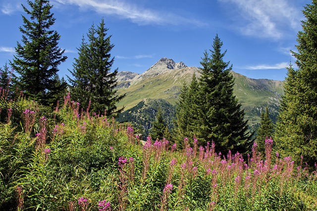 Mountains Alps Meadow - Free photo on Pixabay