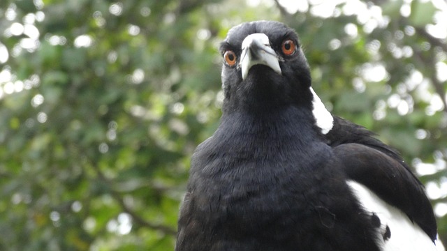Magpie Australia Burung Liar Satwa - Foto gratis di Pixabay - Pixabay