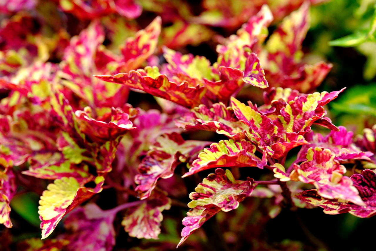 Coleus Bladeren Natuur - Gratis foto op Pixabay