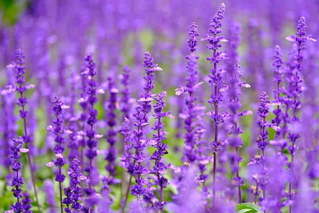 Lavanda Flores Naturaleza - Foto gratis en Pixabay