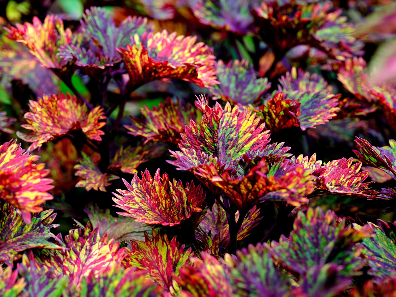 100+ Free Coleus Plant & Coleus Images - Pixabay