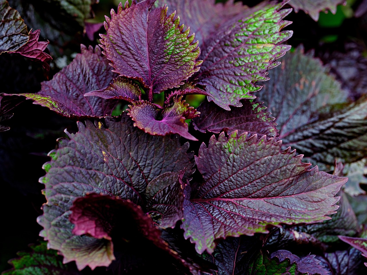 200,000+ Free Coleus Plant & Coleus Images - Pixabay