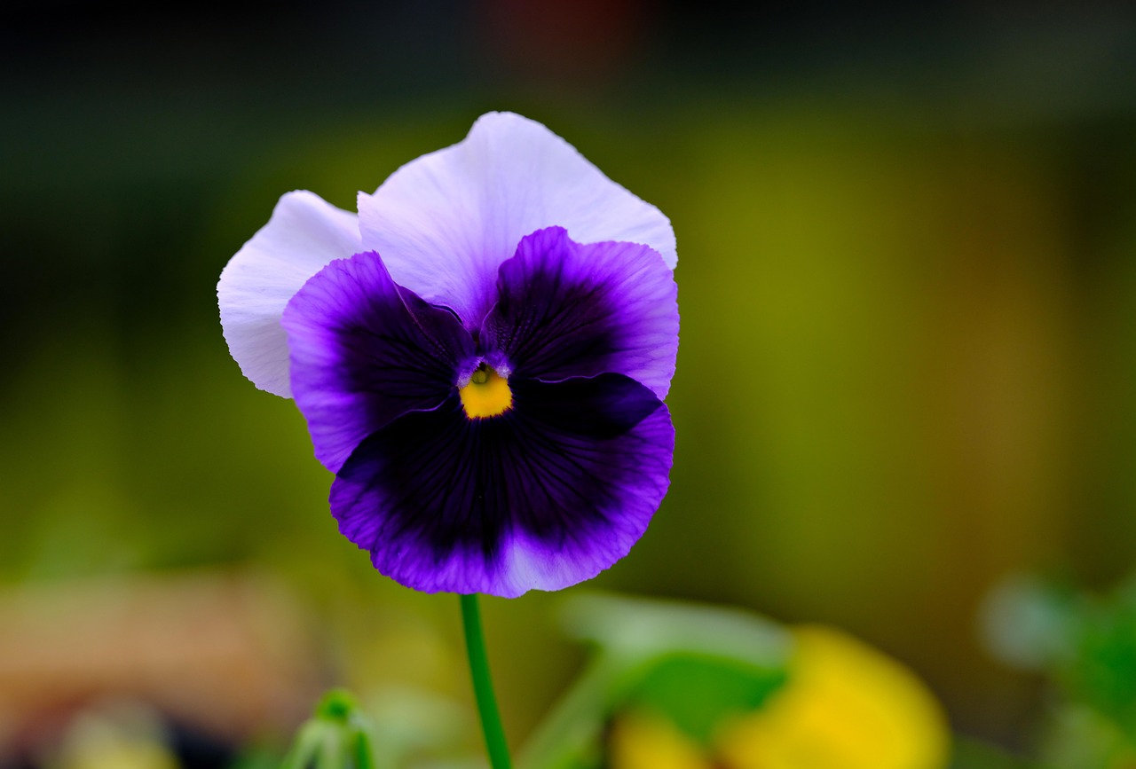 Stedmoderblomst Blomst Plante - Gratis foto på Pixabay - Pixabay
