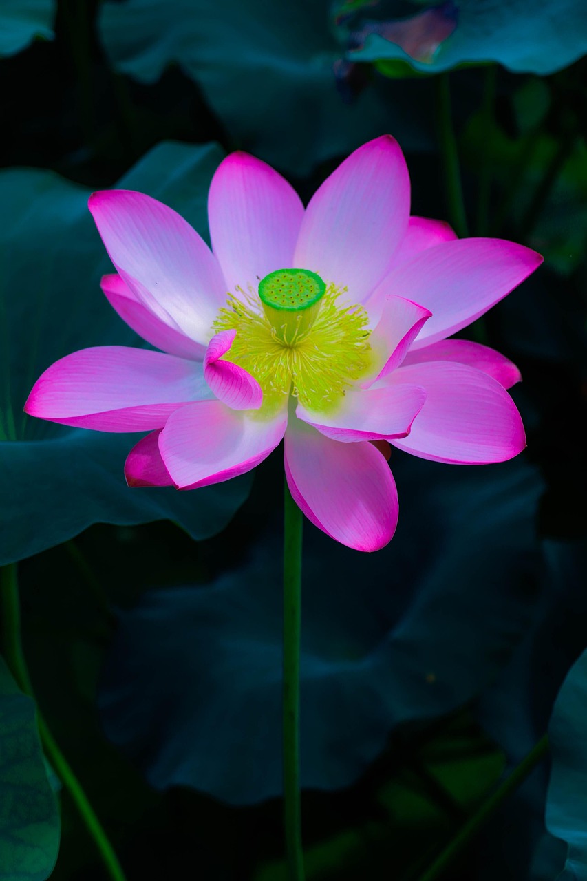 Lotus Flower Petals - Free photo on Pixabay