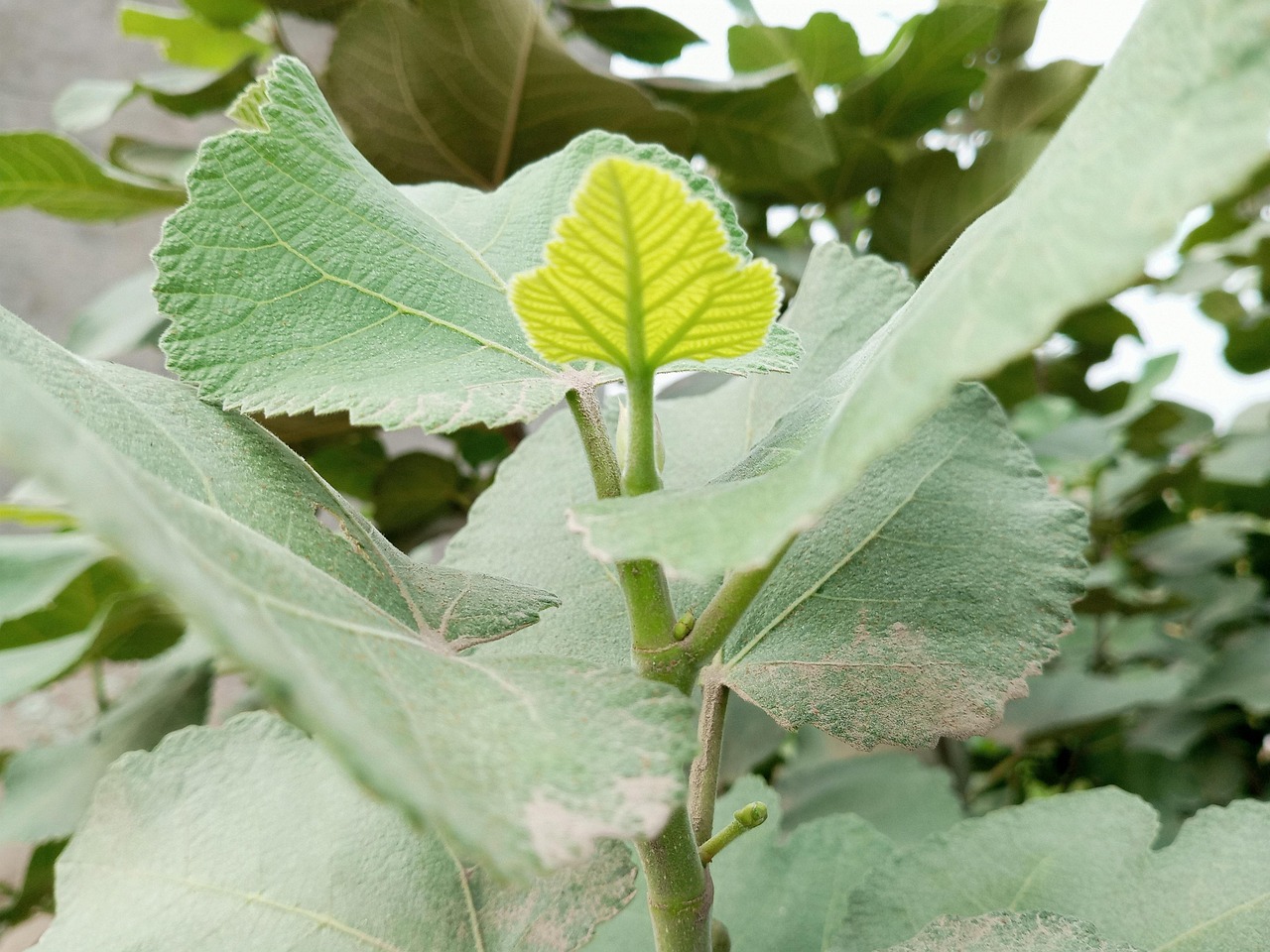 Natura Frunze Verde - Fotografie gratuită pe Pixabay - Pixabay
