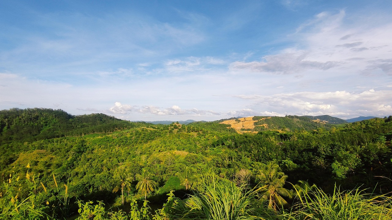 Nature Des Arbres Forêt Tropicale - Photo gratuite sur Pixabay - Pixabay