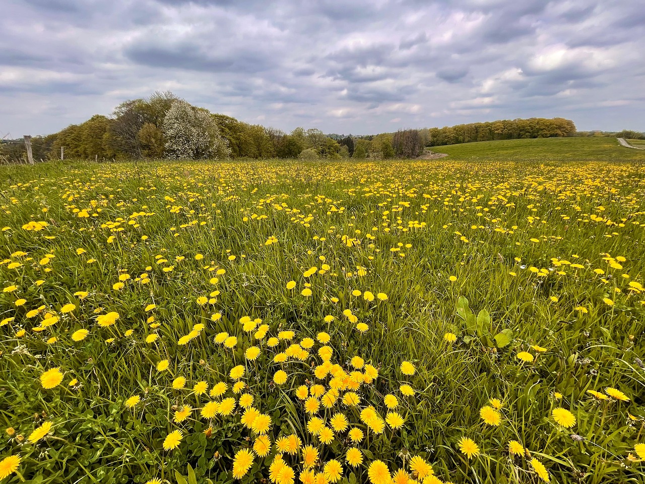 Flower Meadow - Free photo on Pixabay - Pixabay