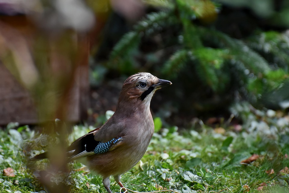 Jay Bird Animal - Free photo on Pixabay