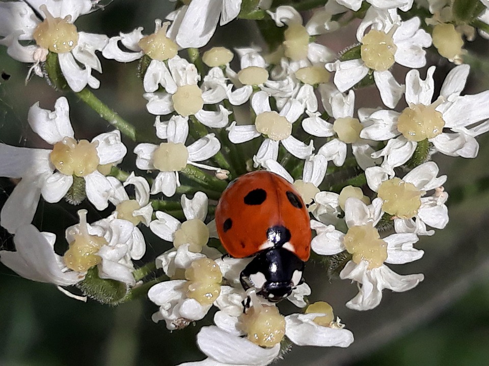 Ladybug Insect Flowers To - Free photo on Pixabay