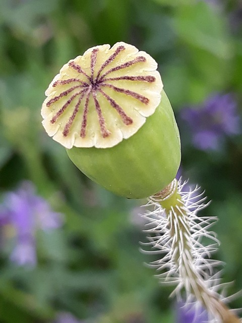 Polong Biji Poppy Opium Bunga - Foto gratis di Pixabay - Pixabay