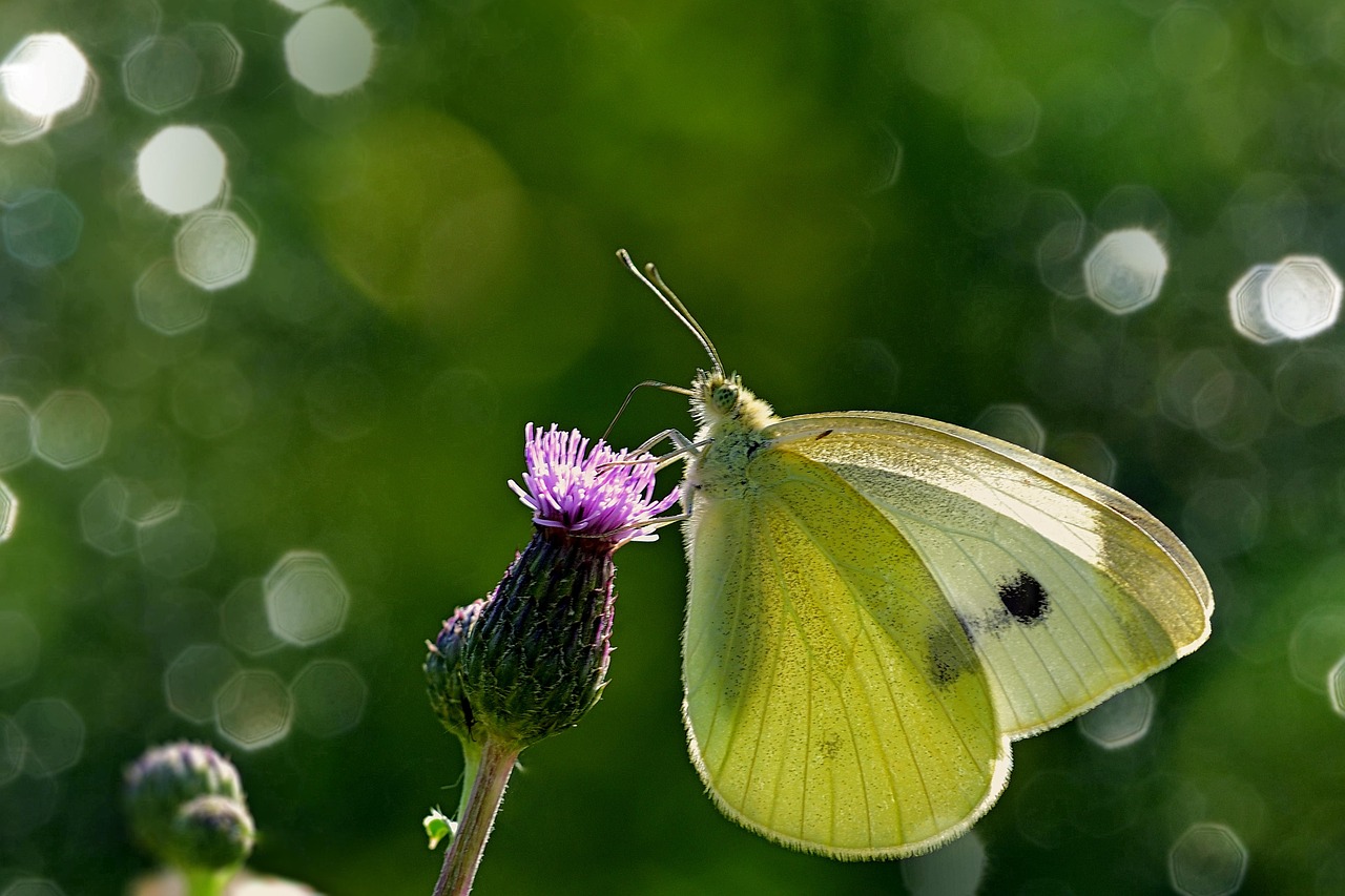 Papillon Fleur Entomologie - Photo gratuite sur Pixabay - Pixabay