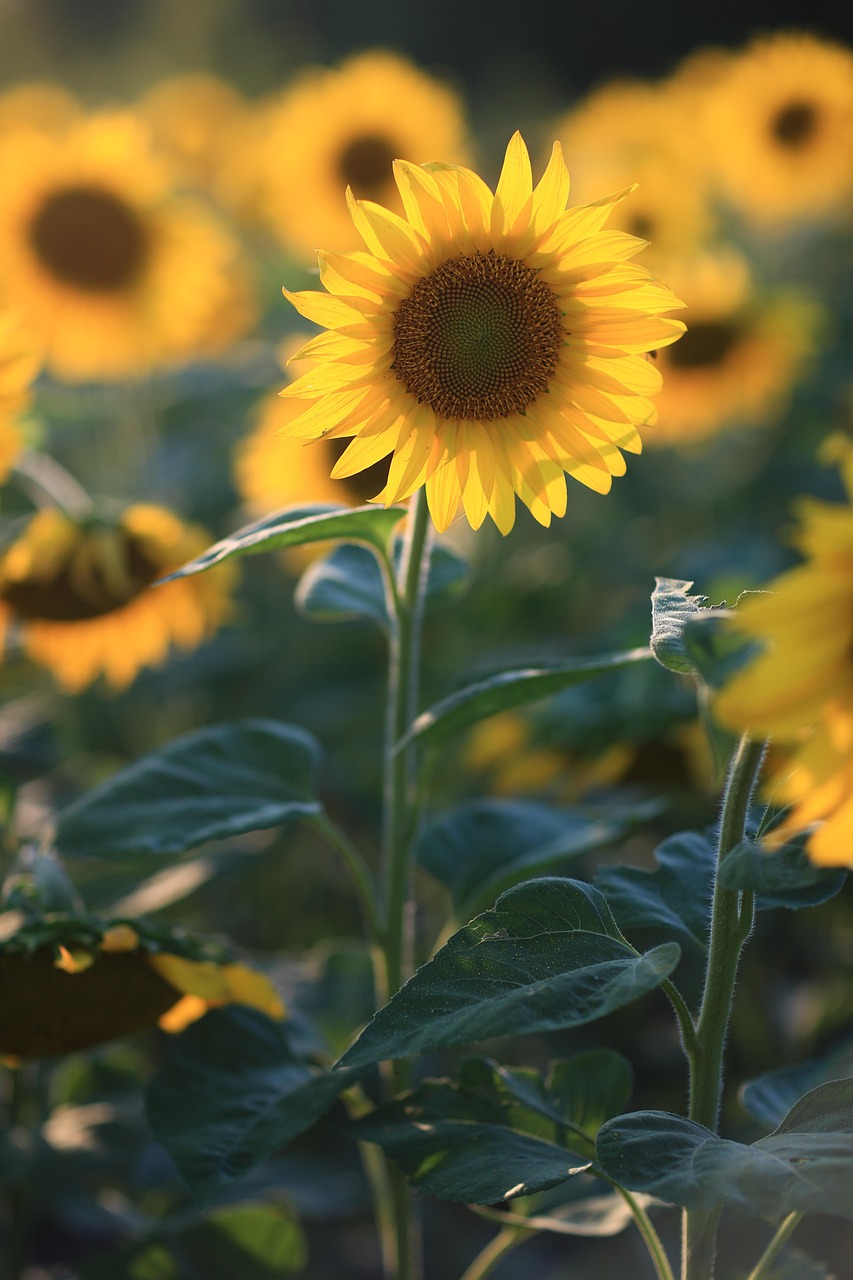Flowers Sunflowers Yellow - Free photo on Pixabay - Pixabay