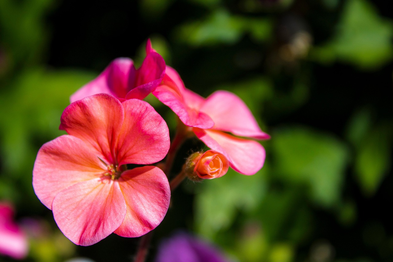 Geranio De Herradura Flores - Foto gratis en Pixabay - Pixabay
