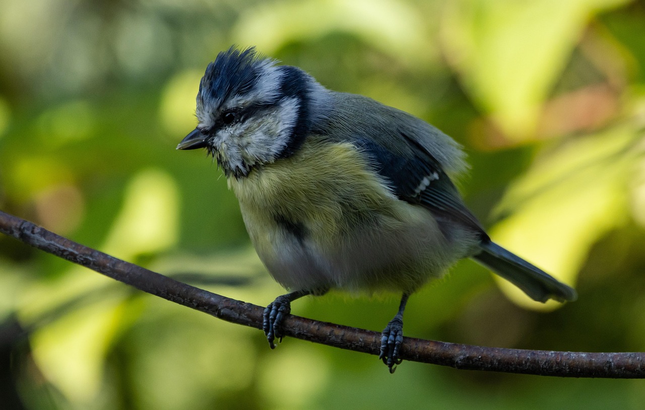 Bird Blue Tit Ornithology - Free photo on Pixabay