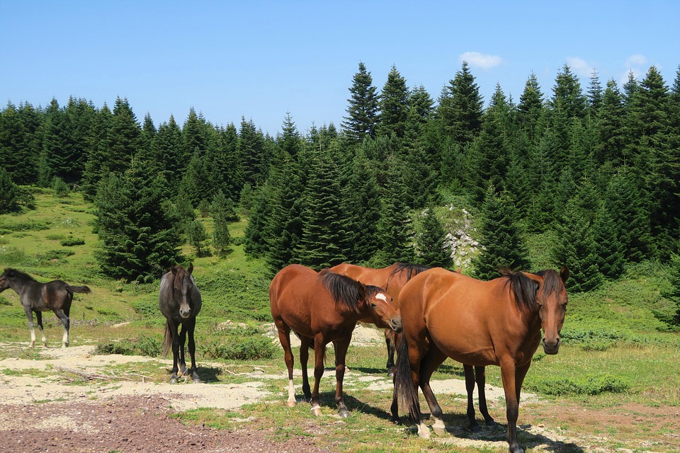 Animali Cavalli Natura - Foto gratis su Pixabay - Pixabay