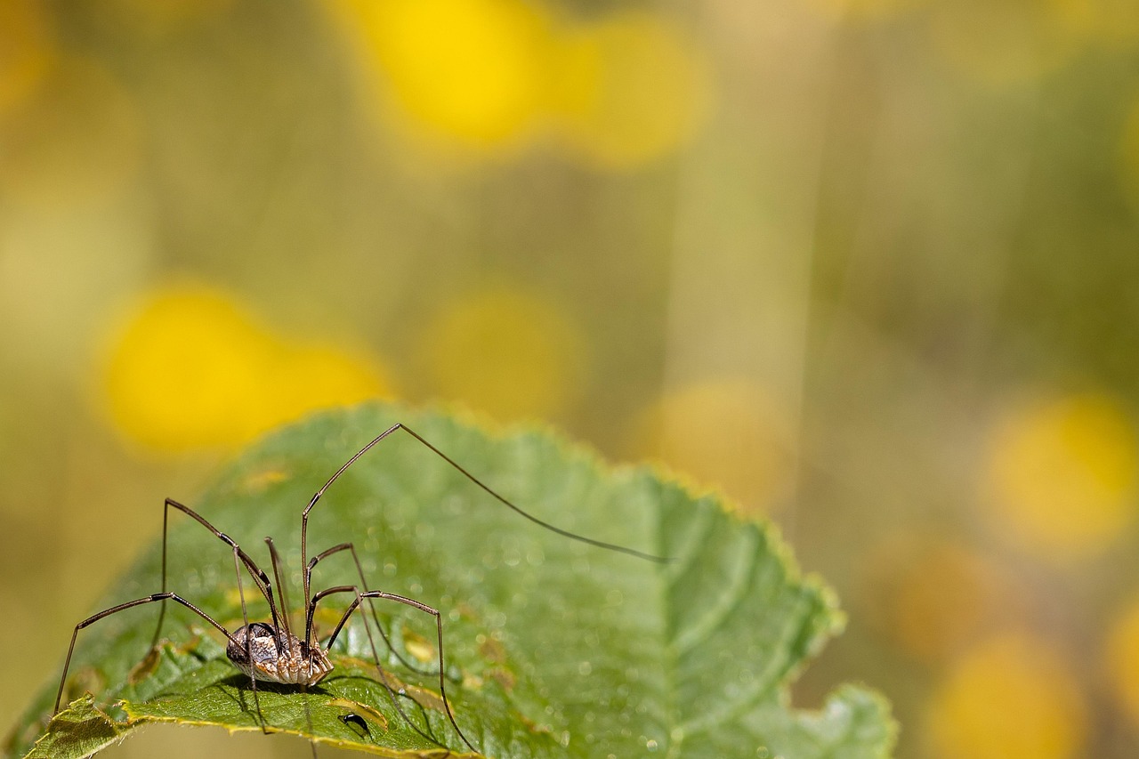 Inseto Aranha Entomologia - Foto gratuita no Pixabay - Pixabay