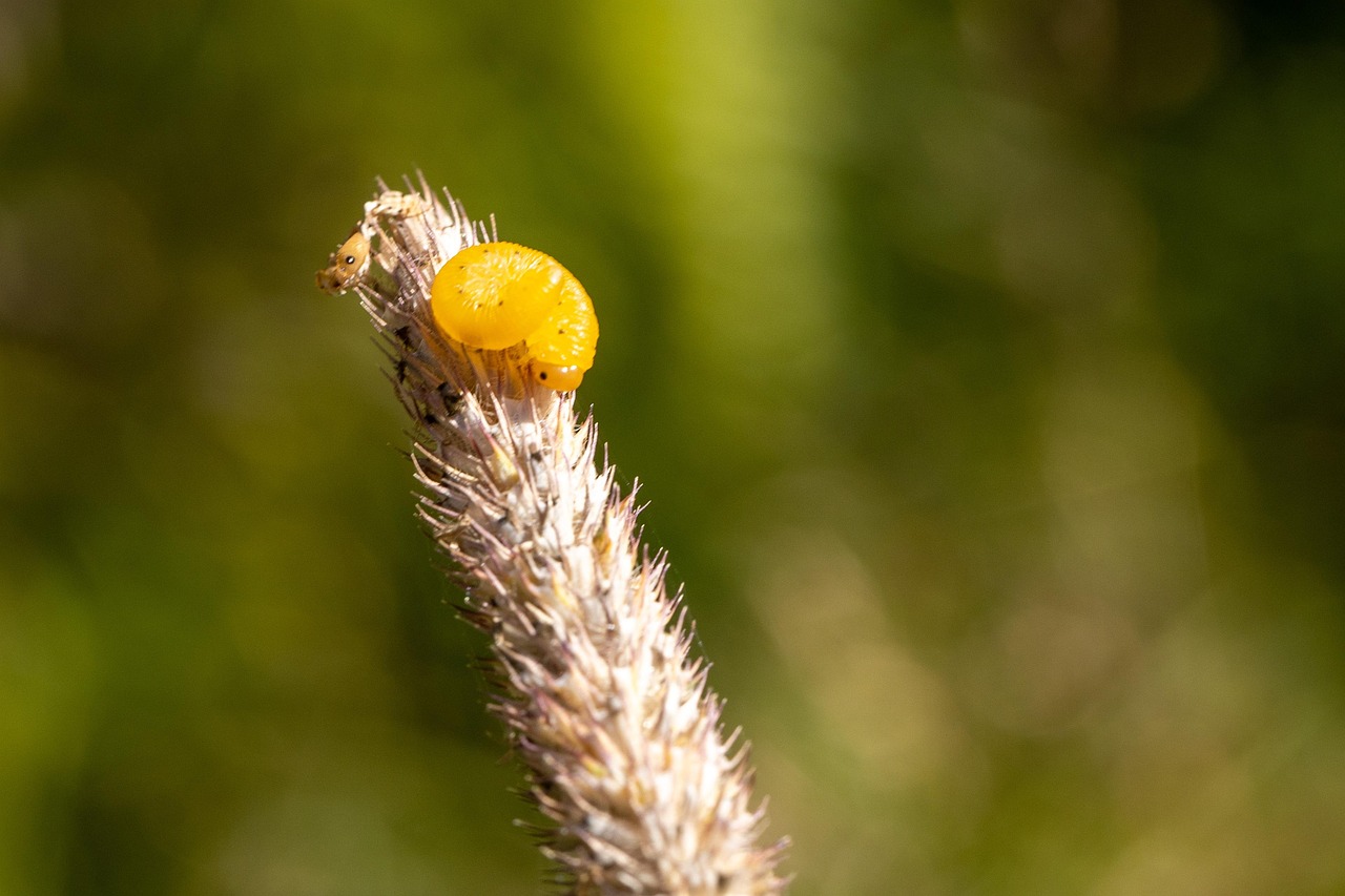 Insecte Nature Macro - Photo gratuite sur Pixabay - Pixabay