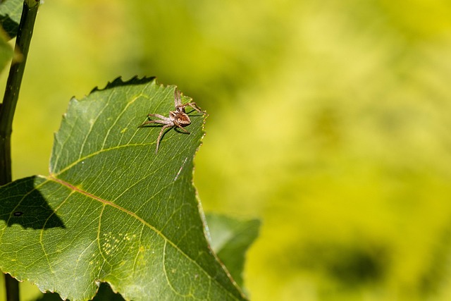 Inseto Aranha Entomologia - Foto gratuita no Pixabay - Pixabay